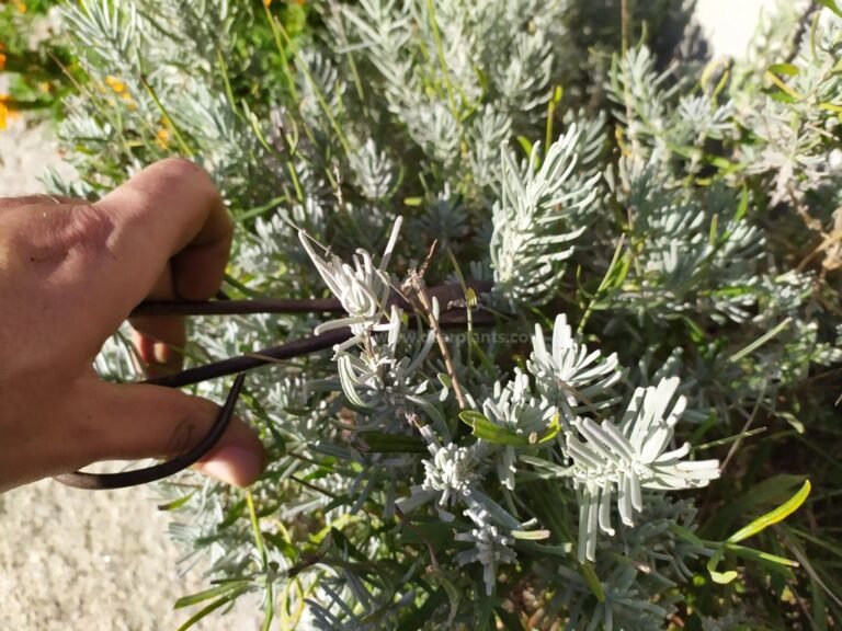 How to propagate lavender by semi-ripe cuttings (updated with results ...