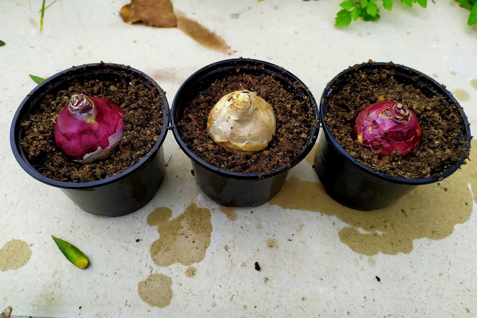 How to plant hyacinths (Hyacinthus orientalis) - Dear Plants