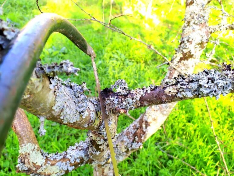 How to cut tree branches in 2 steps - pruning step by step
