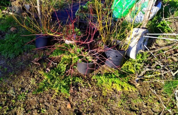 How to plant a dogwood border using different Cornus for great color