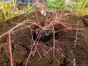 How to plant a dogwood border using different Cornus for great color