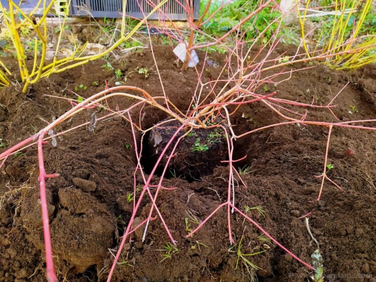 How to plant a dogwood border using different Cornus for great color