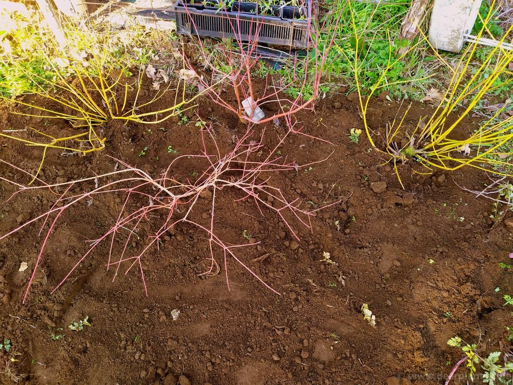 How to plant a dogwood border using different Cornus for great color