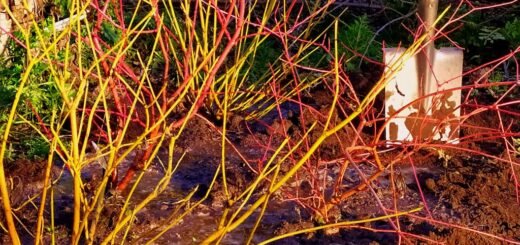 How to divide dogwood shrubs (Cornus) - Dear Plants