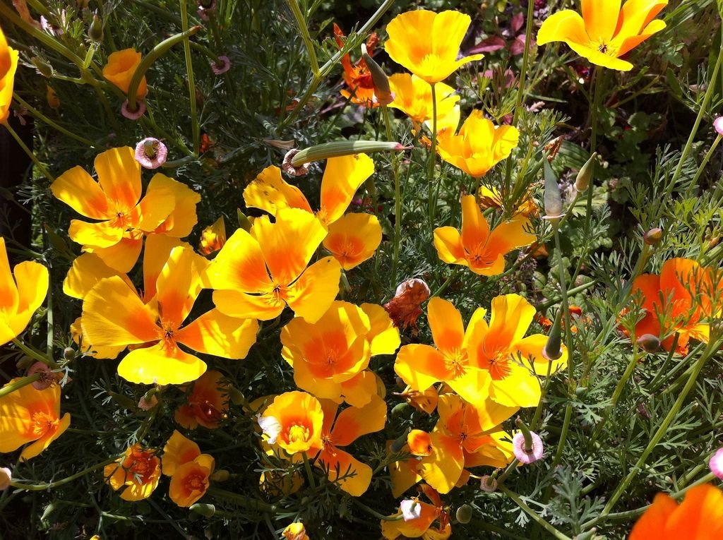California poppy (Eschscholzia californica) - Dear Plants