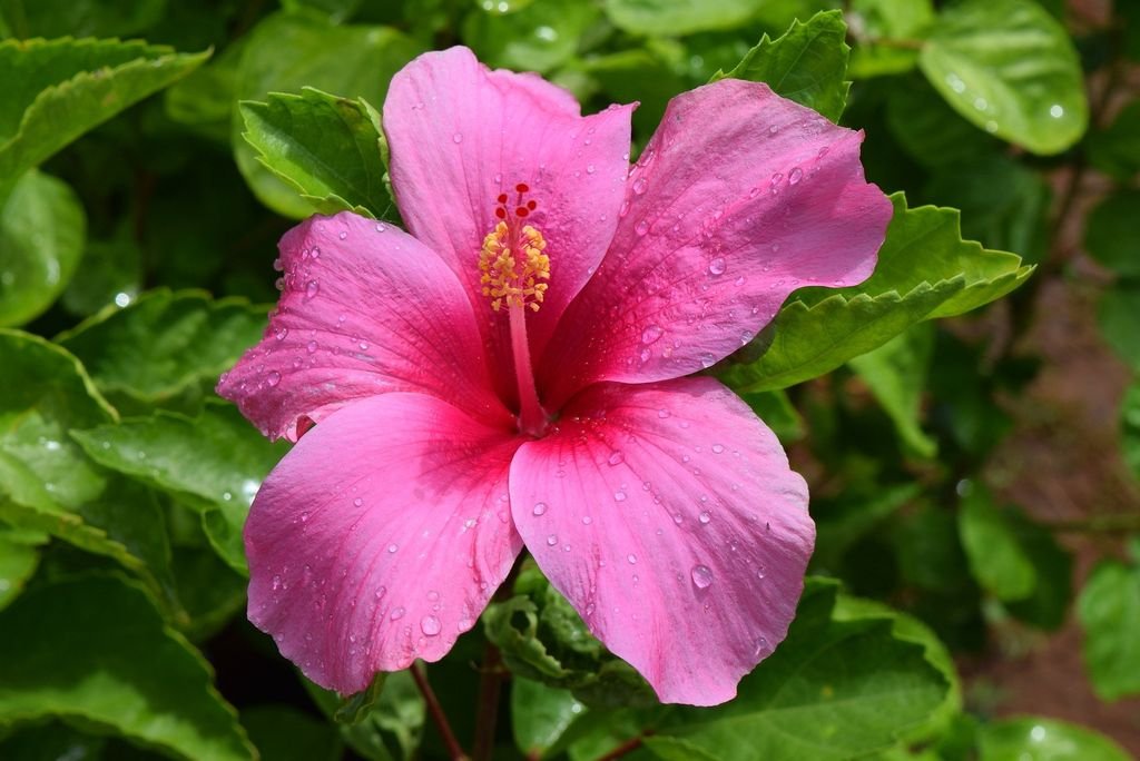 Tropical hibiscus, Rose of China or Hawaiian hibiscus (Hibiscus rosa ...
