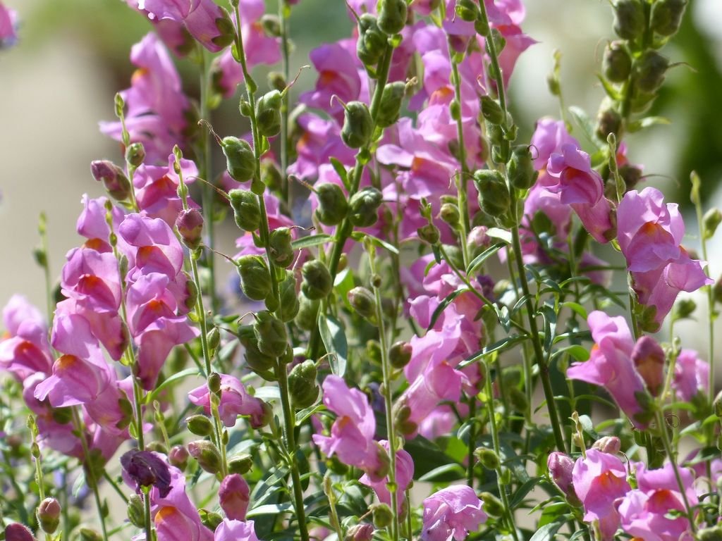 Snapdragon (Antirrhinum majus) - Dear Plants
