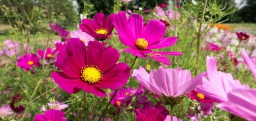 Cosmea 'Capriola' (Cosmos bipinnatus 'Capriola') - growing guides