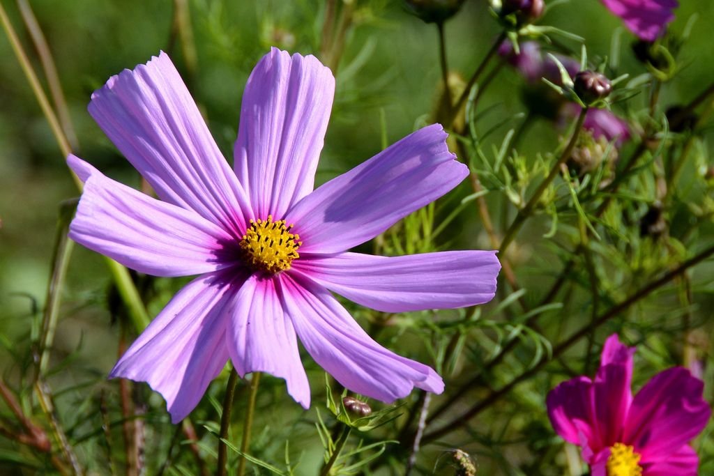 Cosmea (Cosmos bipinnatus) - Dear Plants