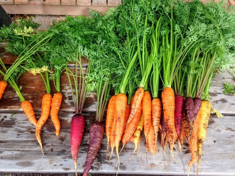 How to plant carrots - Carrot (Daucus carota sativus) - Dear Plants