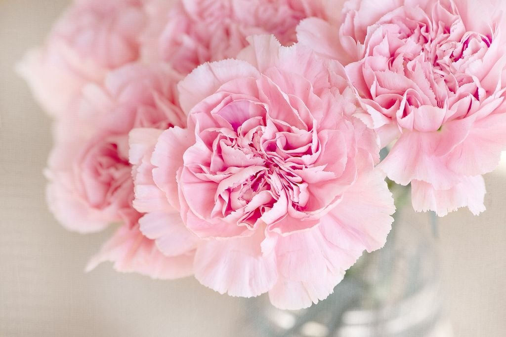 Carnation or Clove pink (Dianthus caryophyllus) - Dear Plants