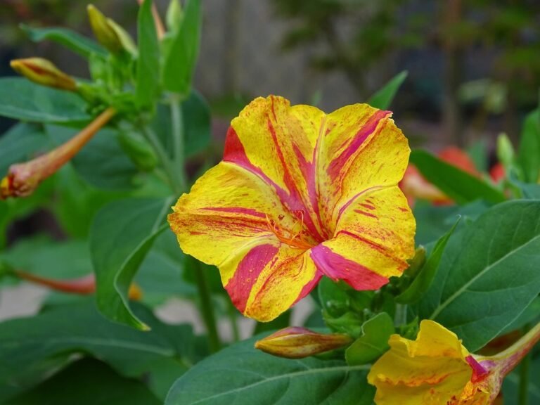 How to plant Marvel of Peru (Mirabilis jalapa) - Dear Plants