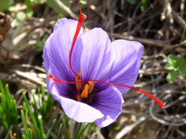 How to plant and grow Saffron (Crocus sativus) - Dear Plants