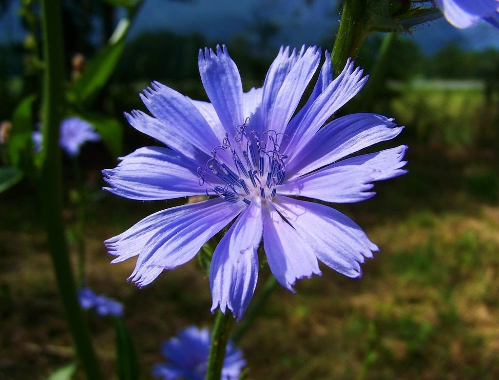 Chicory (Cichorium intybus) - Dear Plants