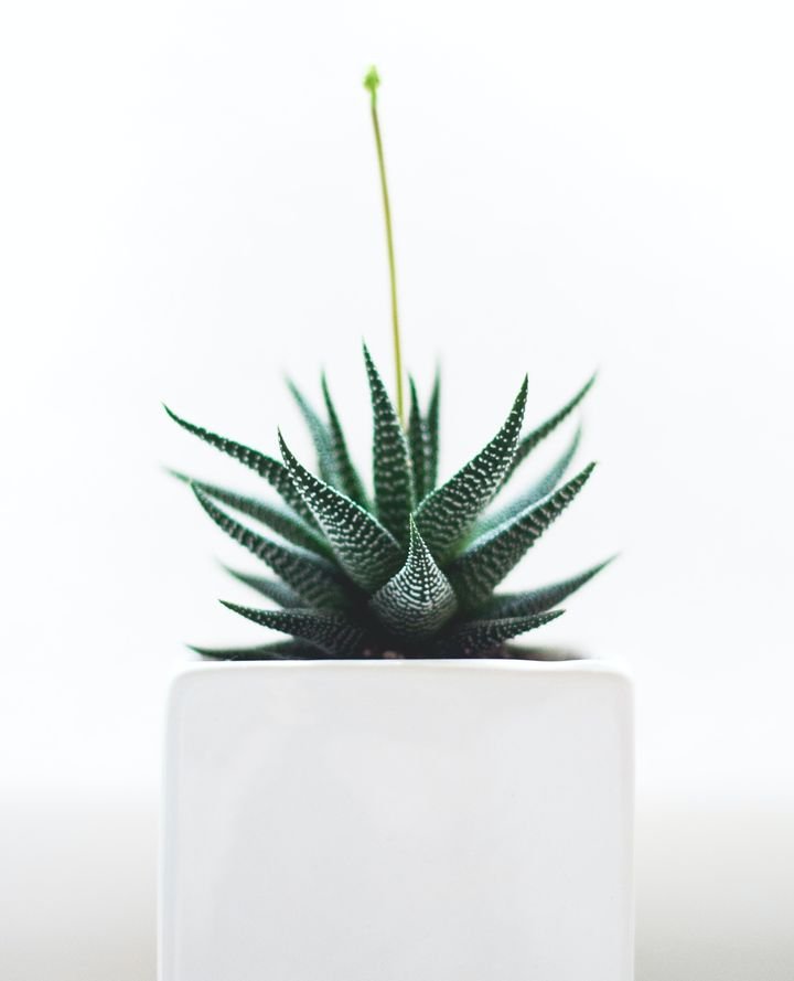 Zebra cactus plant (Haworthia fasciata) - Dear Plants