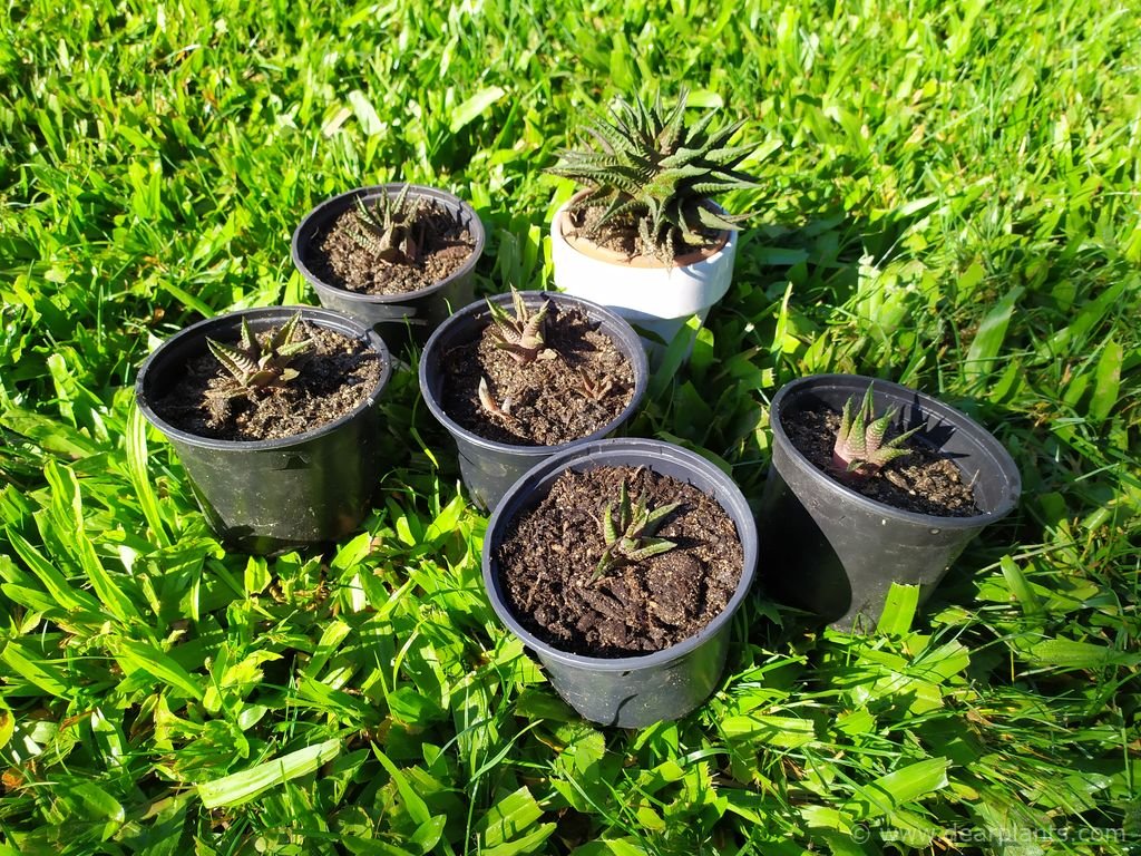 How to divide zebra cactus Haworthia houseplant (with real pictures)