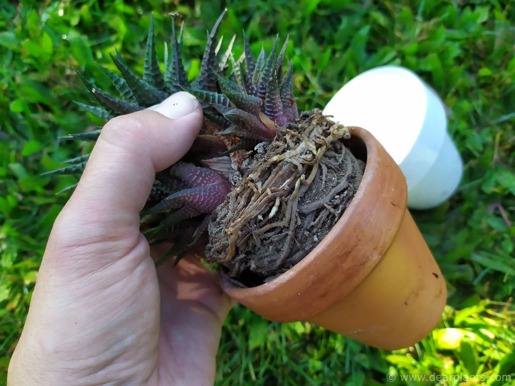 How to divide zebra cactus Haworthia houseplant (with real pictures)
