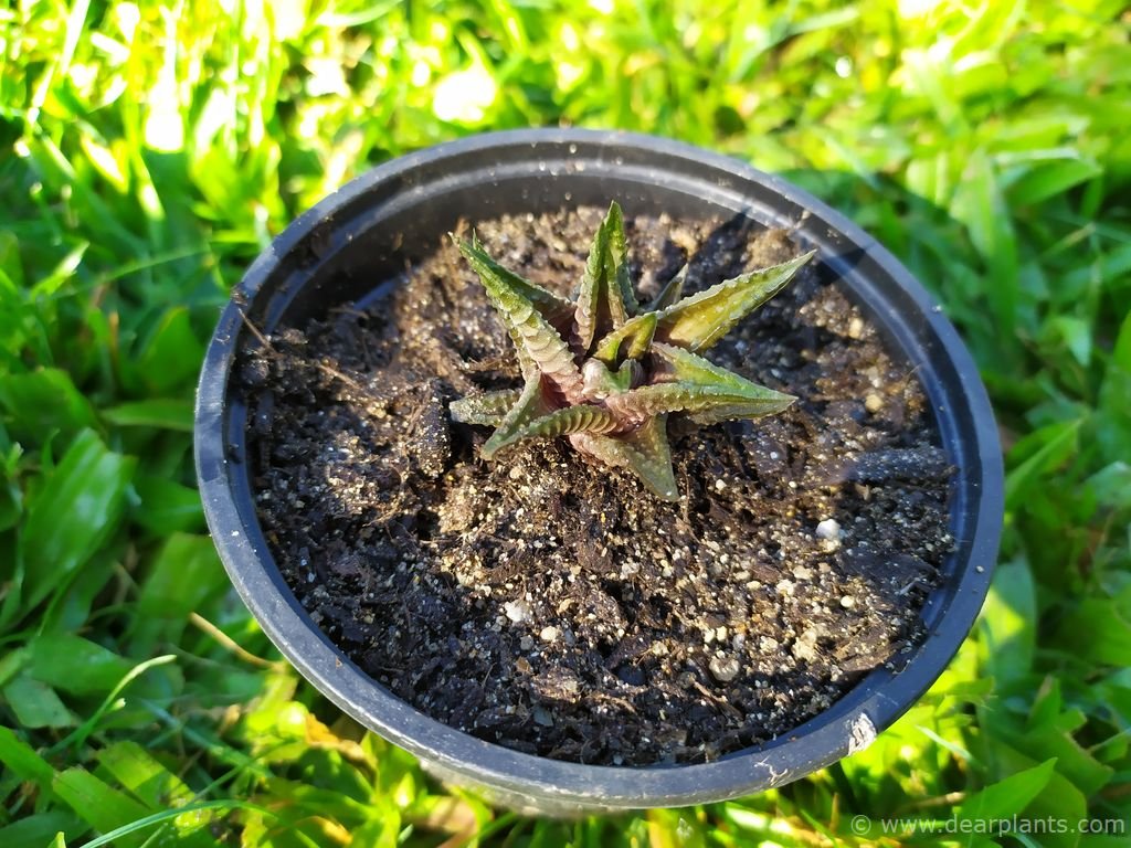 How to divide zebra cactus Haworthia houseplant (with real pictures)