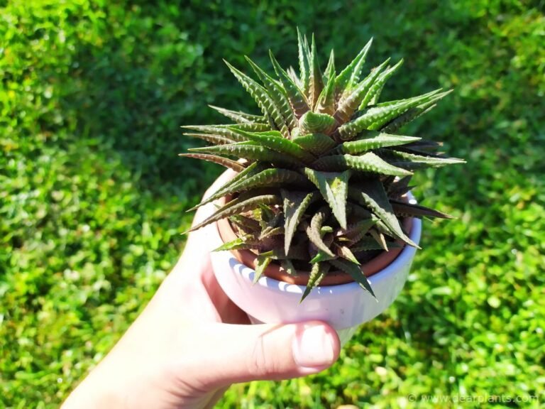 How to divide zebra cactus Haworthia houseplant (with real pictures)