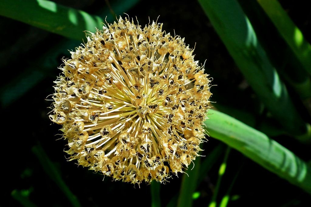 How to plant garlic guide (Allium sativum) - Dear Plants