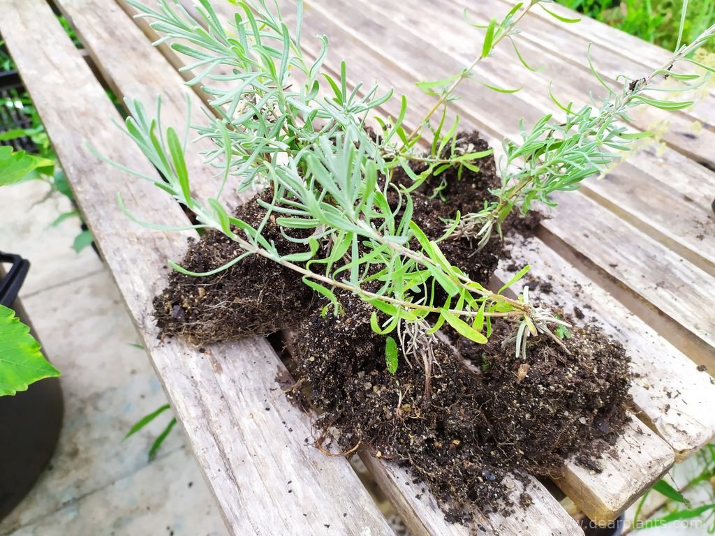 How to propagate lavender by semi-ripe cuttings (updated with results ...