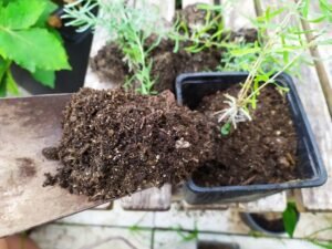 How to propagate lavender by semi-ripe cuttings (updated with results ...