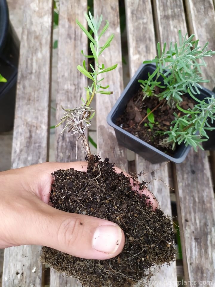 How to propagate lavender by semi-ripe cuttings (updated with results ...