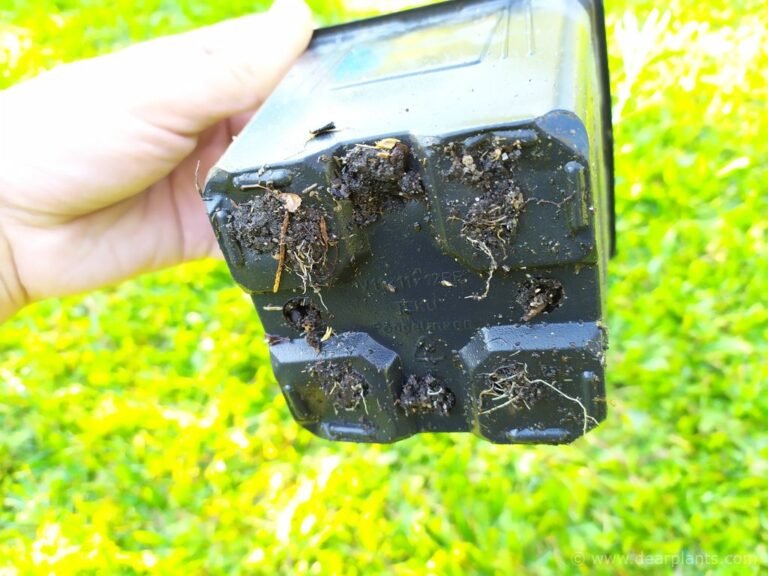 How to propagate lavender by semi-ripe cuttings (updated with results ...