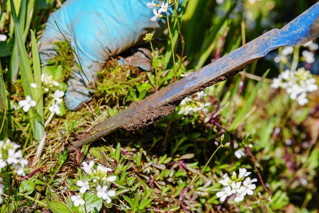 21 tips to save water in the garden you should not miss - Dear Plants