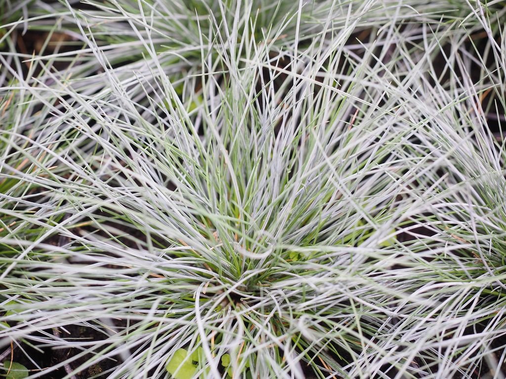 Best drought tolerant ornamental grasses - Dear Plants