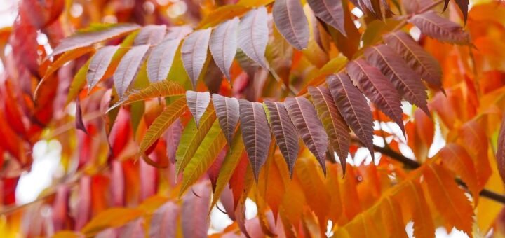 Best plants - Dear Plants