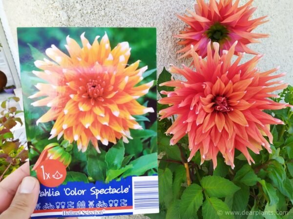 Dahlias: expectation vs reality (with pictures) - Dear Plants