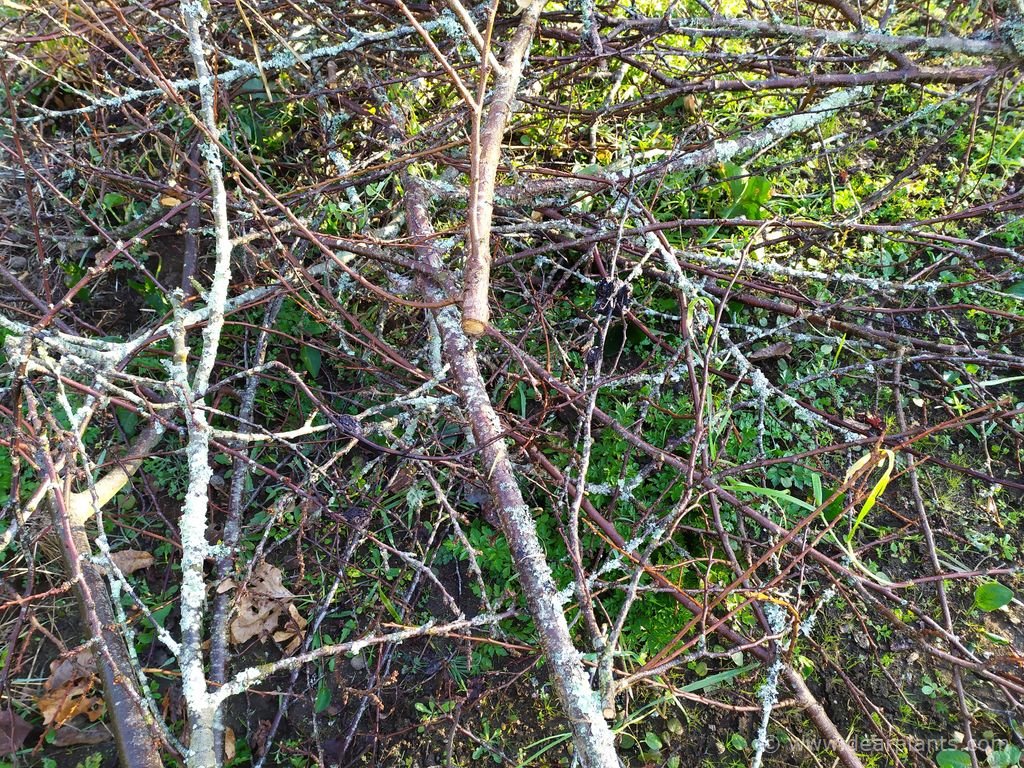 How to make a compost bin, diy simple and easy - Dear Plants