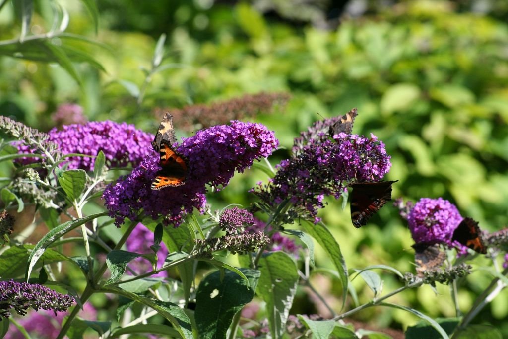 How to plant Butterfly bush (Buddleja davidii) - Dear Plants