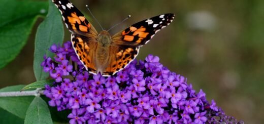 Himalayan butterfly bush (Buddleja crispa) - growing guides