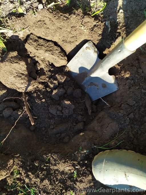 How to plant bare-rooted trees, step by step - Dear Plants