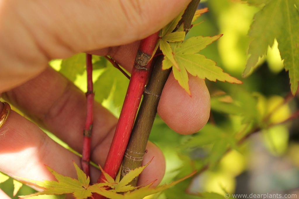 How to approach grafting japanese maples, step by step (with images)