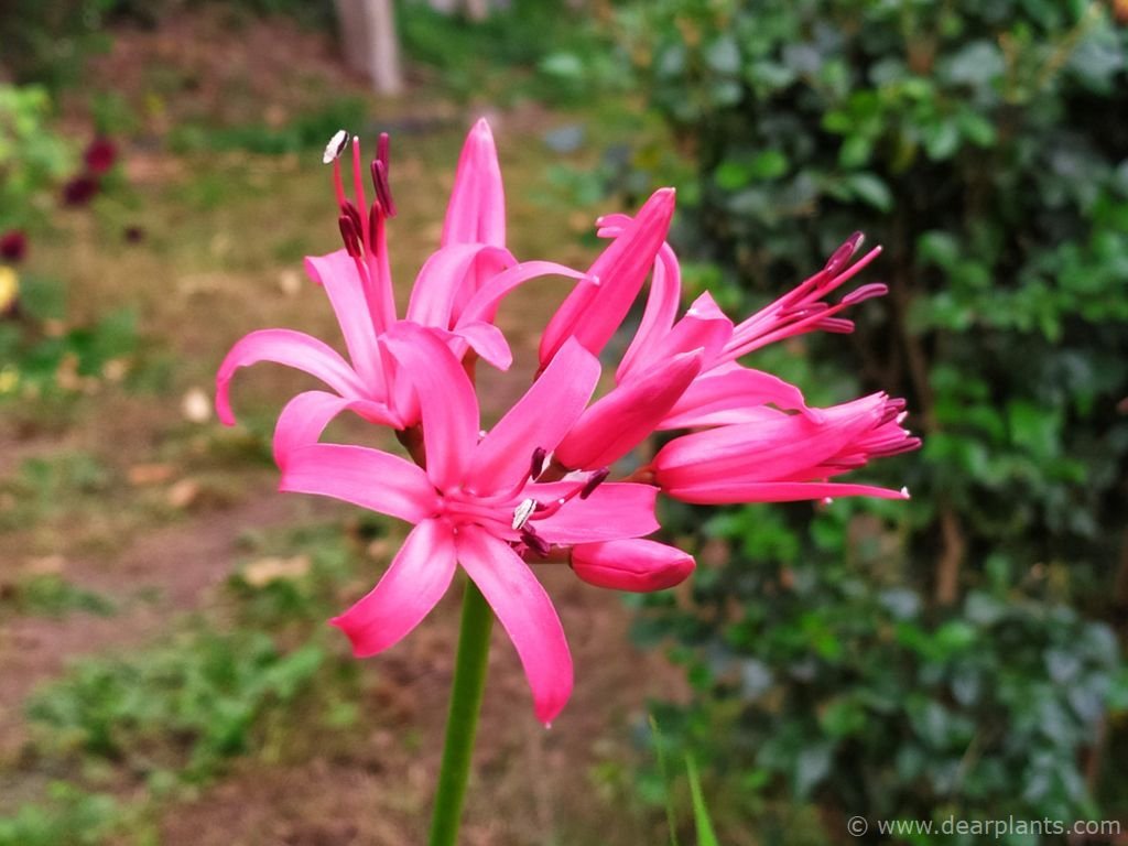 How to plant Nerines - Bowden lily and Guernsey lily - Dear Plants