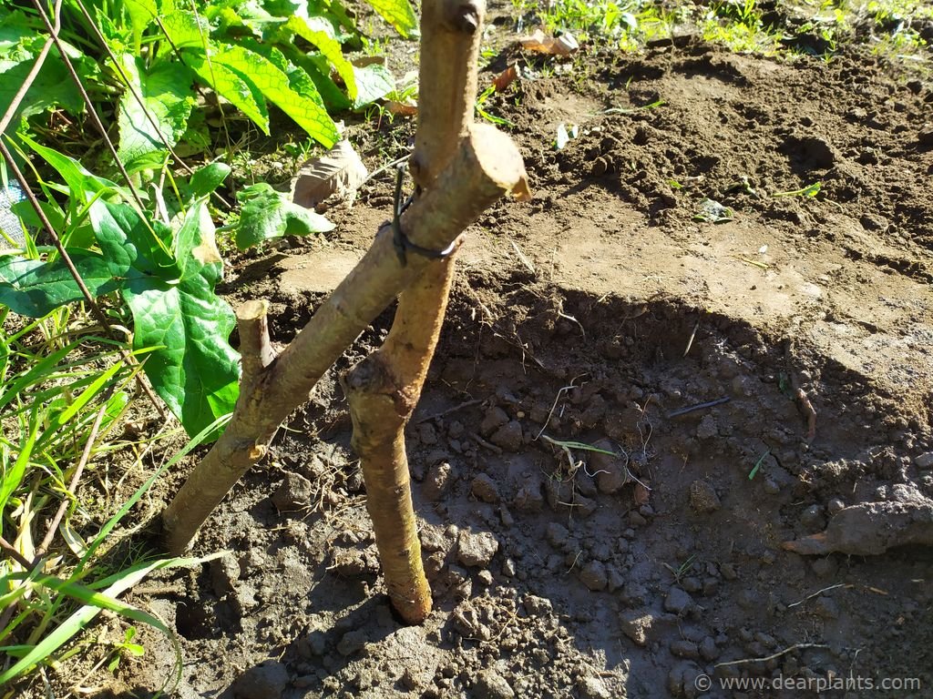 How to plant bare-rooted trees, step by step - Dear Plants
