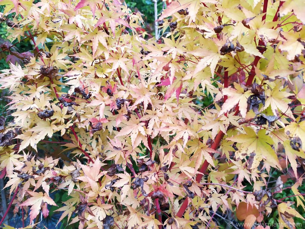 How to approach grafting japanese maples, step by step (with images)