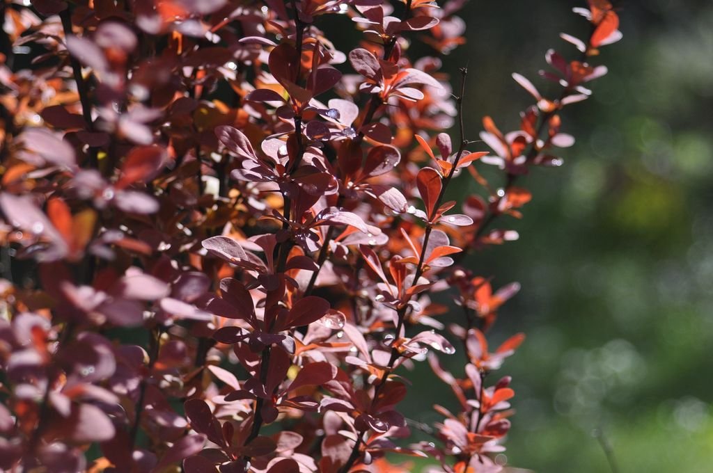 The most beautiful autumn shrubs for fall color - Dear Plants
