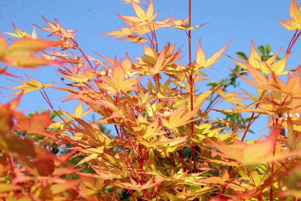 Coral-bark japanese maple (Acer palmatum ‘Sango-kaku’) - Dear Plants