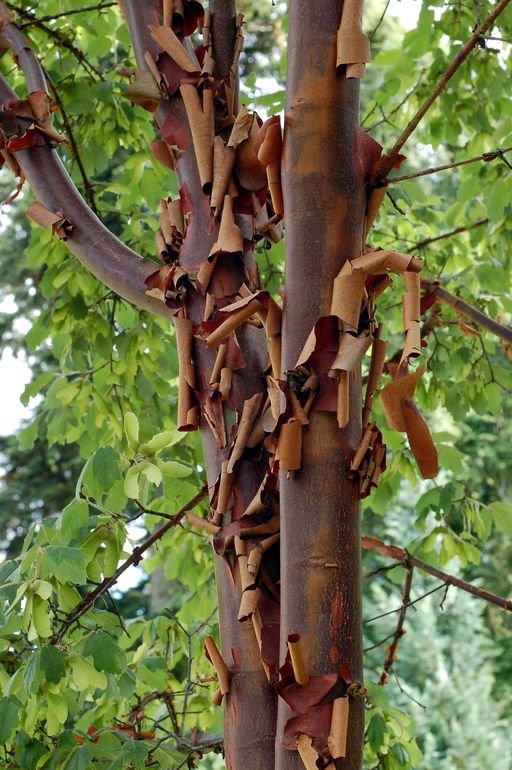 How to plant Paperbark maple (Acer griseum) - Dear Plants