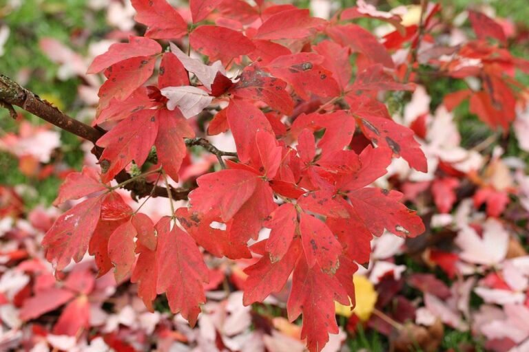 How to plant Paperbark maple (Acer griseum) - Dear Plants