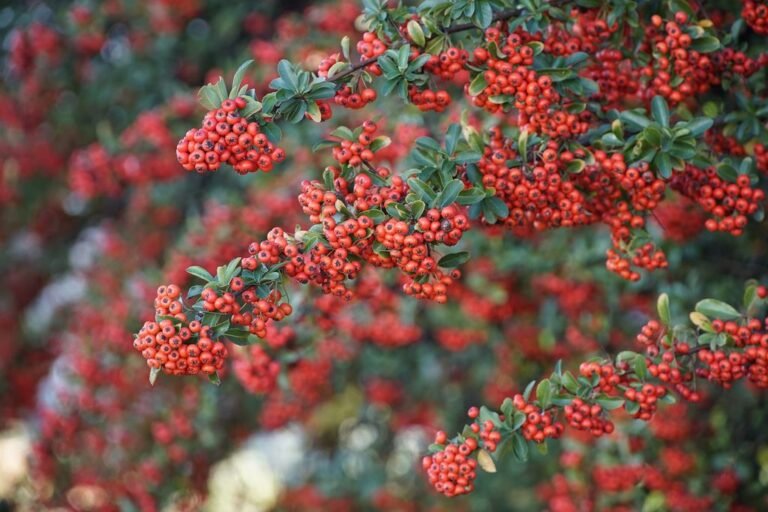 How to propagate Pyracantha by cuttings (step by step with pictures)