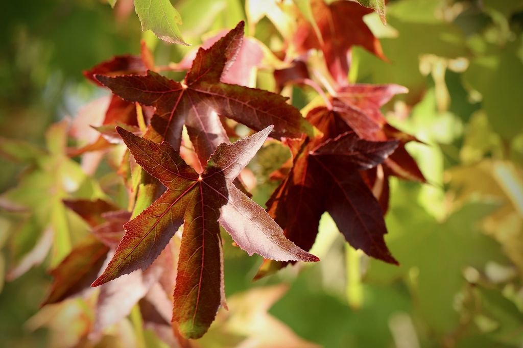 Top trees with best autumn color - the best fall foliage - Dear Plants