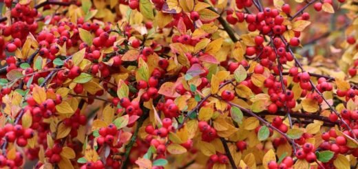 Best plants - Dear Plants