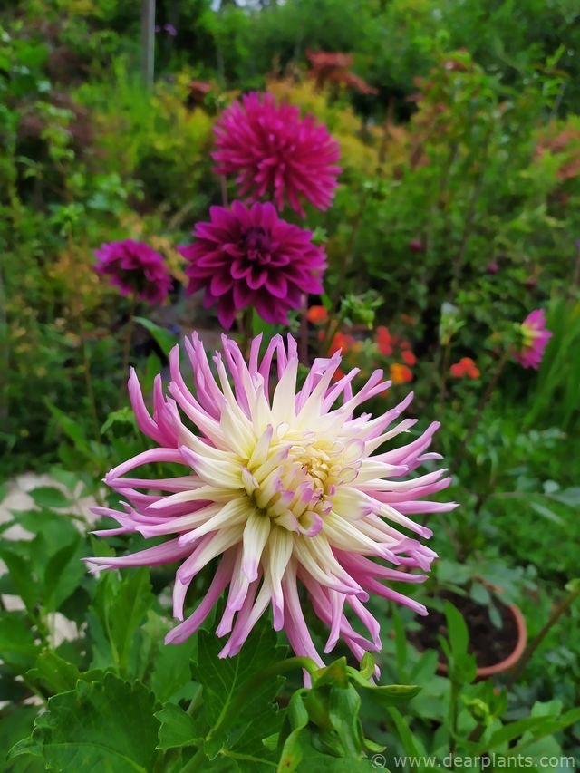 Dahlia 'Star's Favourite' - Dear Plants
