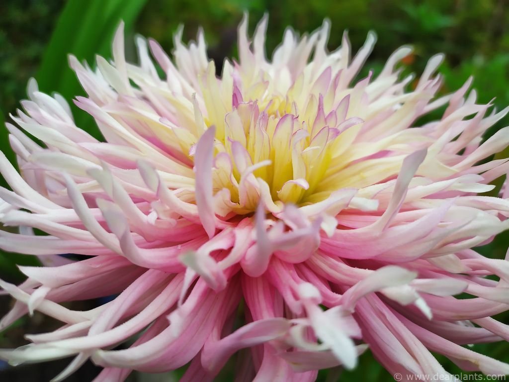 Dahlia 'Star's Favourite' - Dear Plants