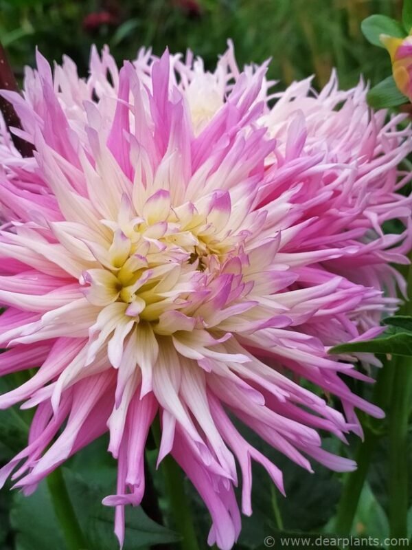 Dahlia 'Star's Favourite' - Dear Plants